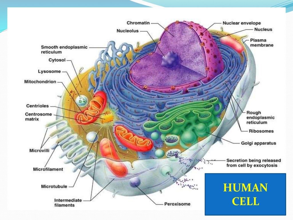 HUMAN CELL AND TISSUE ( cytology )
