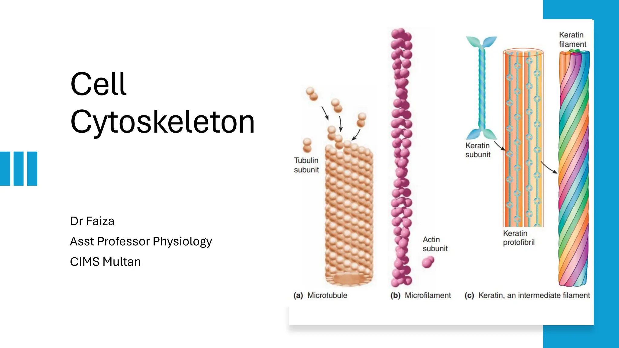 Cell cytoskeleton and molecular motors.pdf