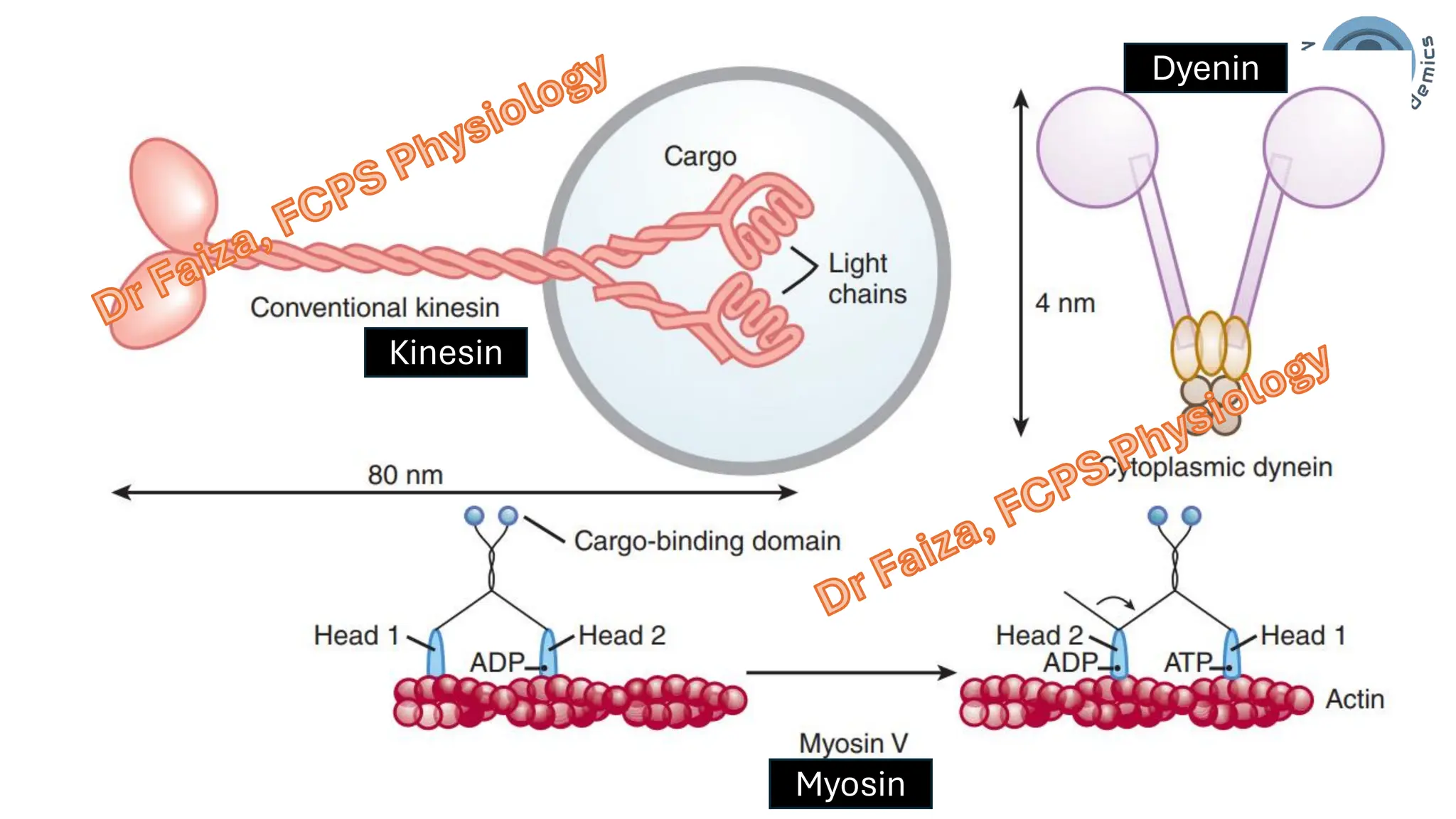 Cell cytoskeleton and molecular motors.pdf