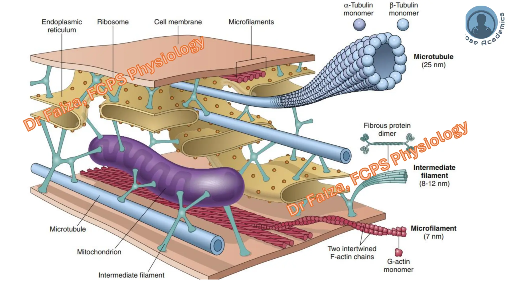 Cell cytoskeleton and molecular motors.pdf