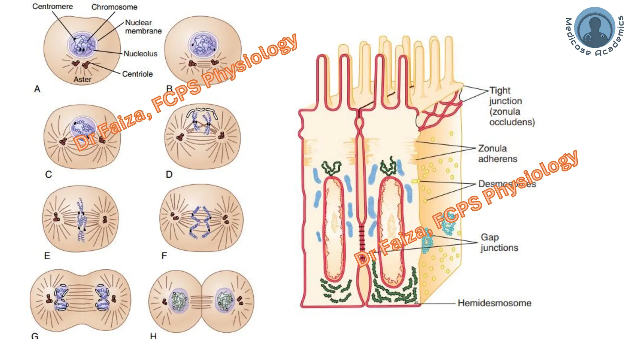 Cell cytoskeleton and molecular motors.pdf