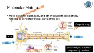 Cell cytoskeleton and molecular motors.pdf