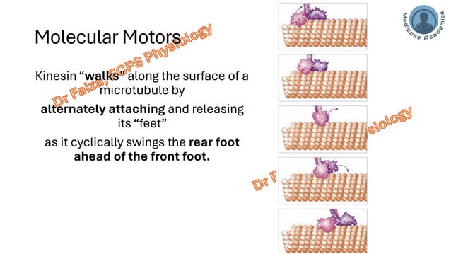 Cell cytoskeleton and molecular motors.pdf