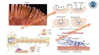 Cell cytoskeleton and molecular motors.pdf
