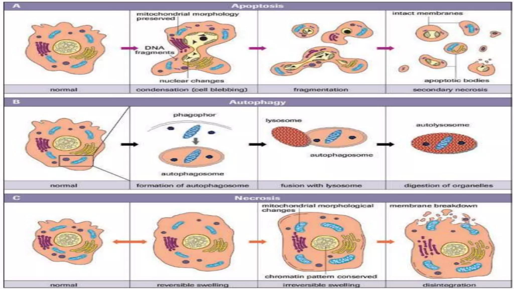 Cell cytotoxicity assays | PPTX