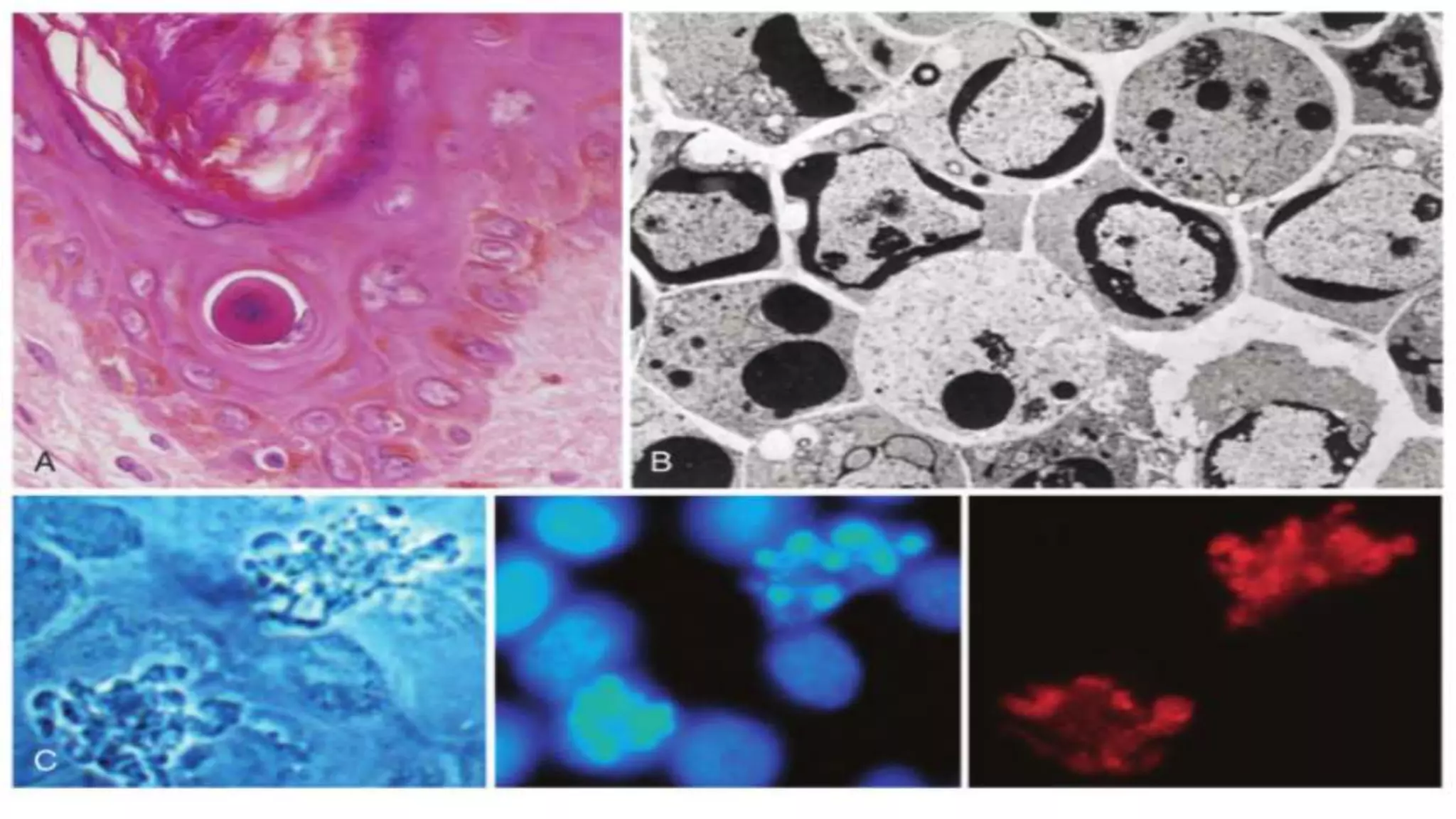 Cell cytotoxicity assays | PPTX