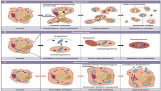 Cell cytotoxicity assays | PPTX