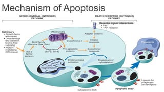 Cell cytotoxicity assays | PPTX