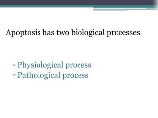 Apoptosis: Programmed Cell Death | PDF