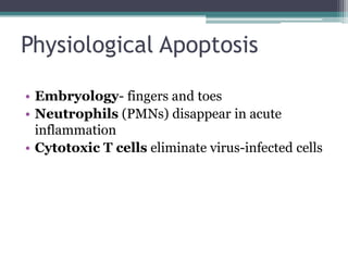 Apoptosis: Programmed Cell Death | PDF