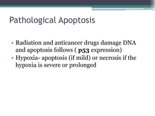 Apoptosis: Programmed Cell Death | PDF