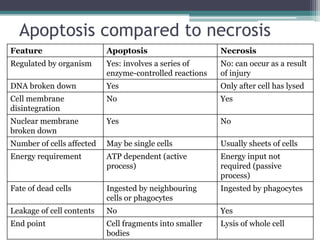 Apoptosis: Programmed Cell Death | PDF