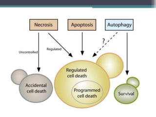 Apoptosis: Programmed Cell Death | PDF