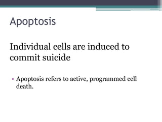 Apoptosis: Programmed Cell Death | PDF