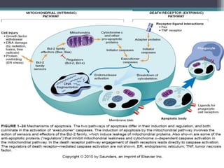 Apoptosis: Programmed Cell Death | PDF