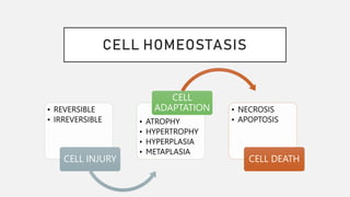 CELL DEATH - 2.pptx