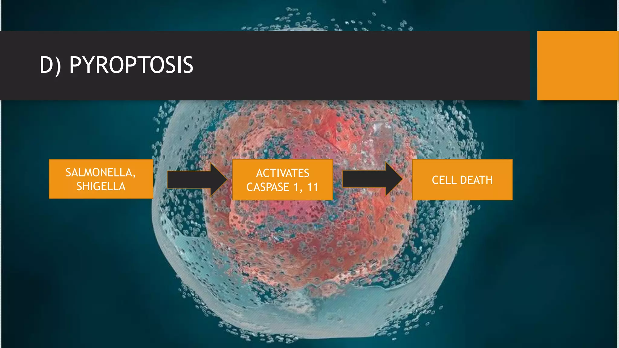 Cell death - Pathology | PPTX
