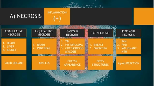 Cell death - Pathology | PPTX
