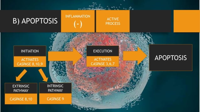 Cell death - Pathology | PPTX