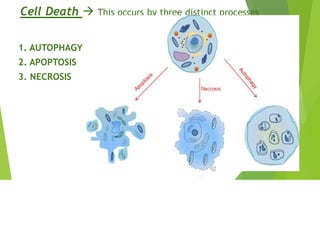 Cell Death physiology for mbbs, BPT, bds........pdf
