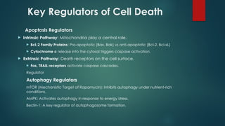 cell death in cellular functions of. Human body cell | PPTX