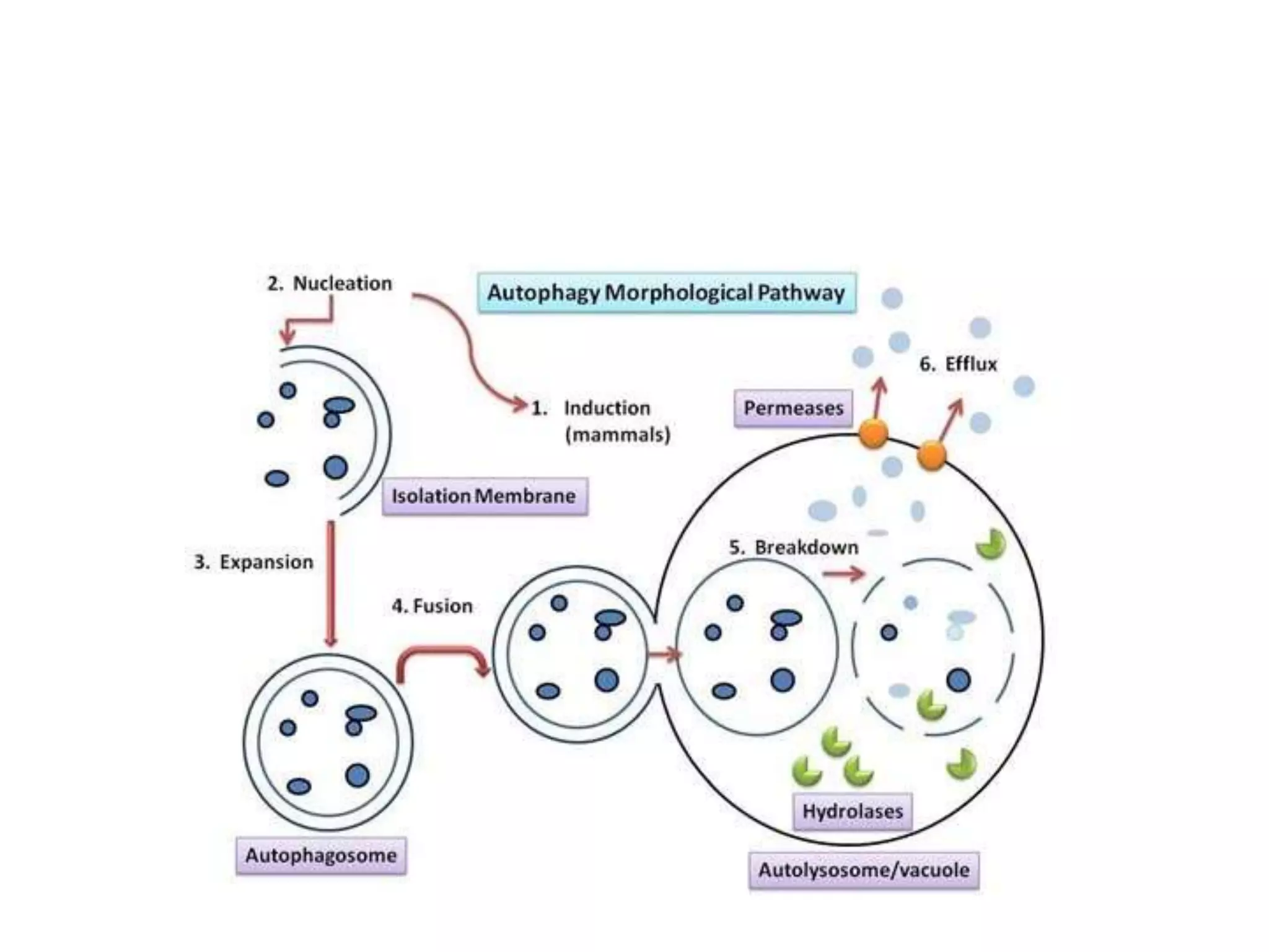 autophagy- survival and cell death. | PPTX