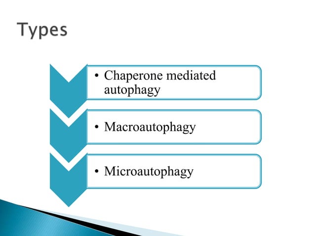 autophagy- survival and cell death. | PPTX