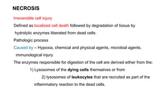 Cell death - Necrosis, apoptosis, autolysis, cellular aging | PPTX