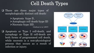 Cell death: Beneficial, Detrimental or No effect | PPT