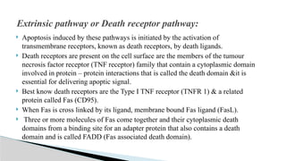 Cell etiology : Cell death and Apoptosis.pptx