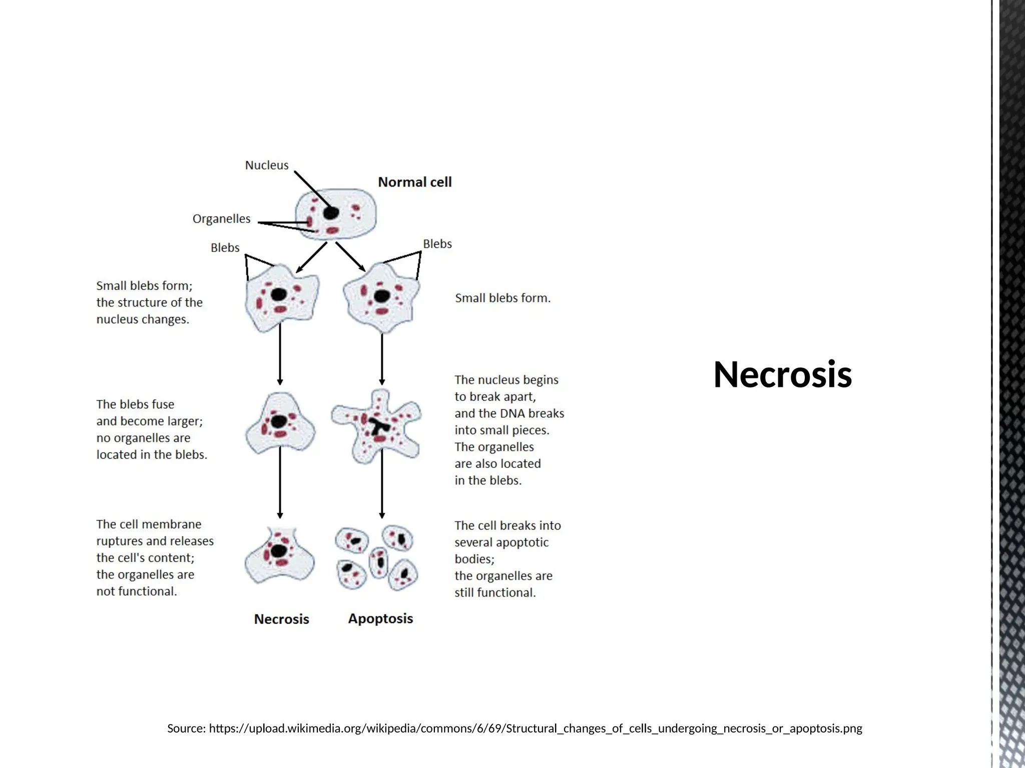 Cell death pathways- Dr.M.Jothimuniyandi | PPTX