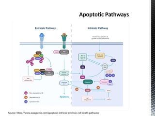 Cell death pathways- Dr.M.Jothimuniyandi | PPTX