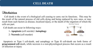 cell Death- Apoptosis, Necrosis, Autophagy .pptx