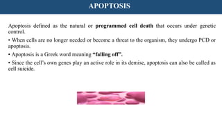 cell Death- Apoptosis, Necrosis, Autophagy .pptx