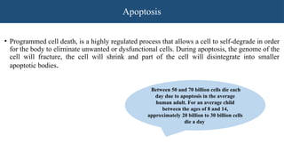cell Death- Apoptosis, Necrosis, Autophagy .pptx