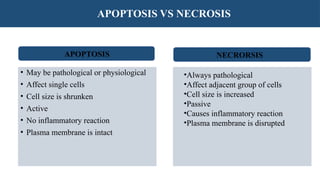 cell Death- Apoptosis, Necrosis, Autophagy .pptx