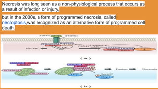 Cell death,regulators, apoptosis,necrosis,autophagy | PDF