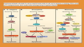 Cell death,regulators, apoptosis,necrosis,autophagy | PDF