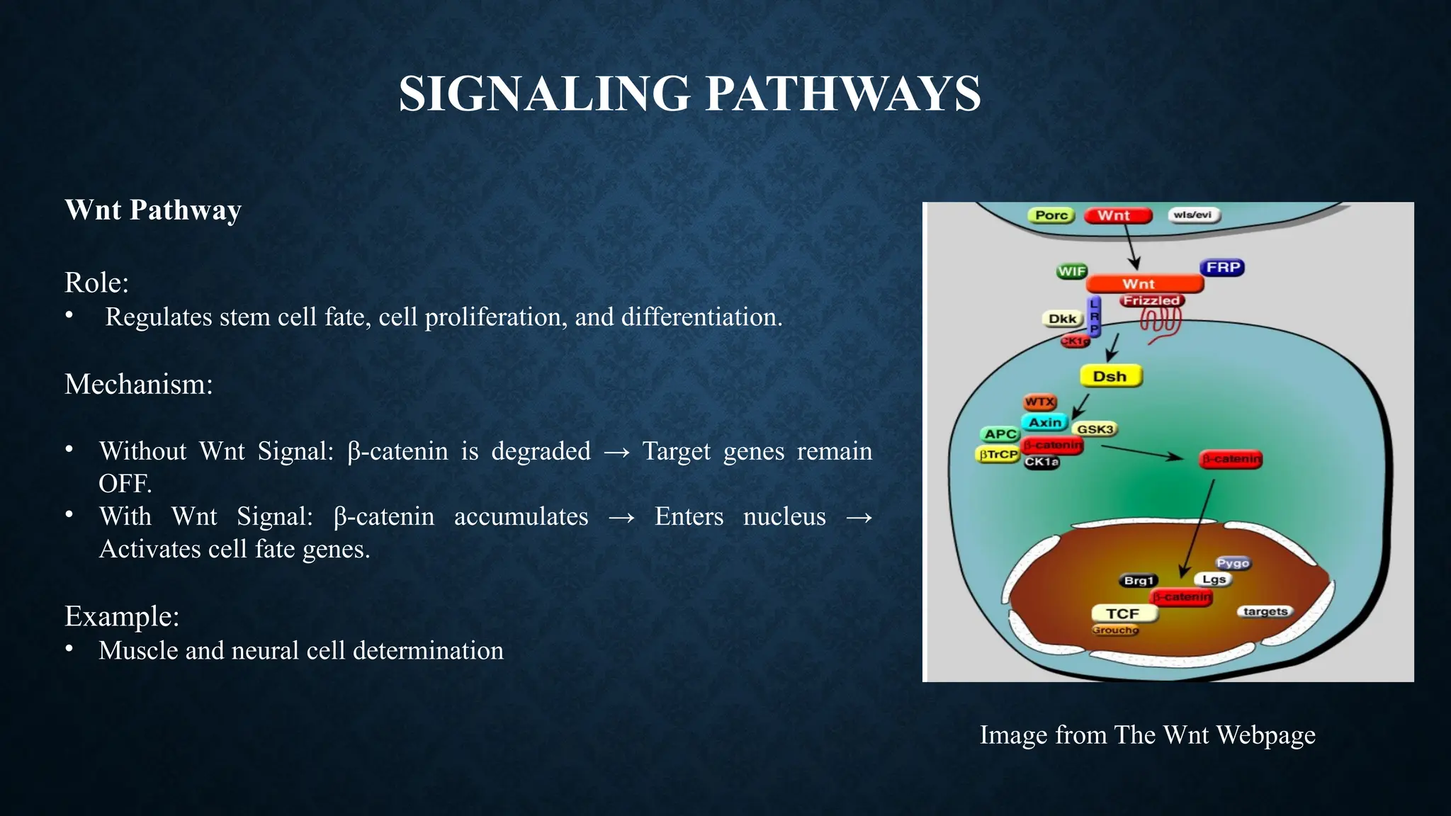 Cell determination and cell Memory- Cytology | PPTX