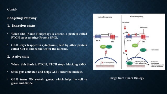 Cell determination and cell Memory- Cytology | PPT
