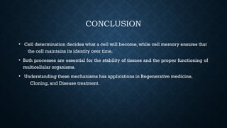 Cell determination and cell Memory- Cytology | PPTX