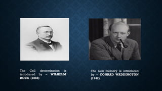 Cell determination and cell Memory- Cytology | PPT