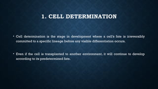 Cell determination and cell Memory- Cytology | PPT