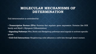 Cell determination and cell Memory- Cytology | PPTX