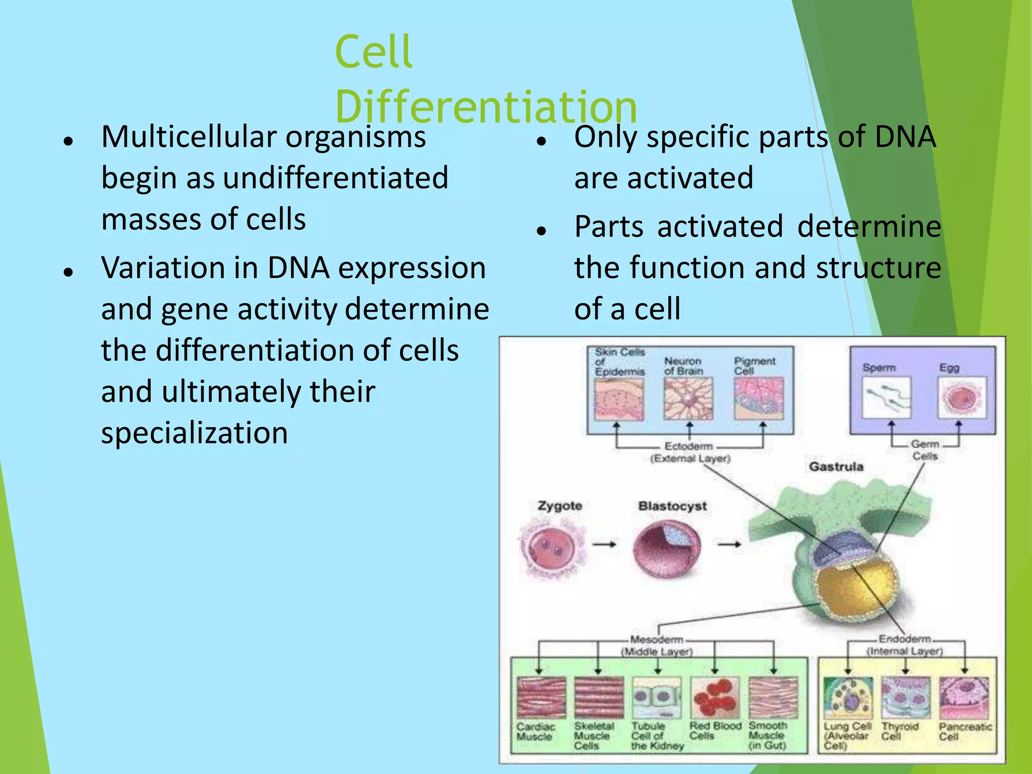 Cell determination and differentiation | PPTX