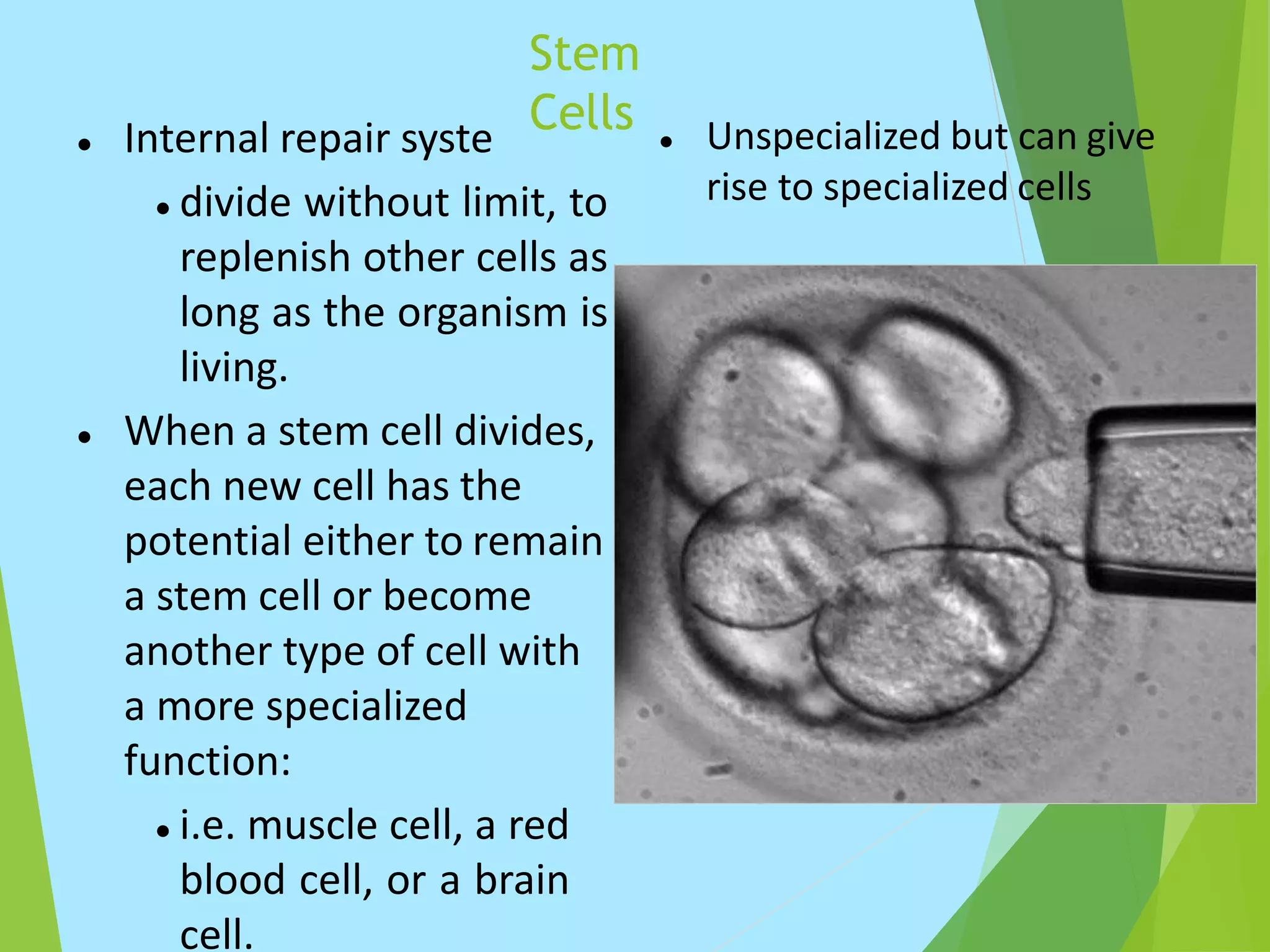 Cell determination and differentiation | PPTX