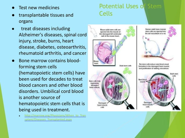 Cell determination and differentiation | PPTX