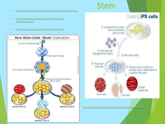 Cell determination and differentiation | PPTX