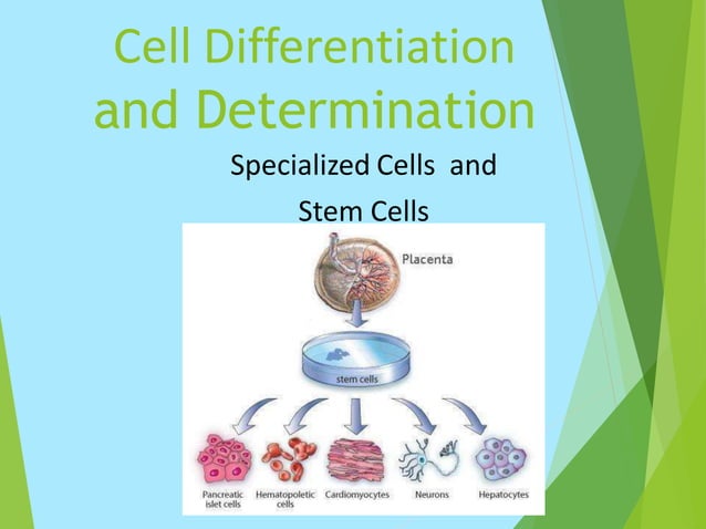 Cell determination and differentiation | PPTX
