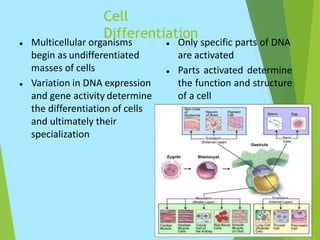 Cell determination and differentiation | PPTX